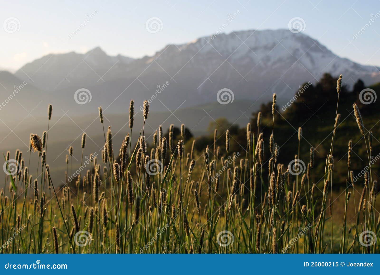 Spring grass stock image. Image of beauty, travel, green - 26000215