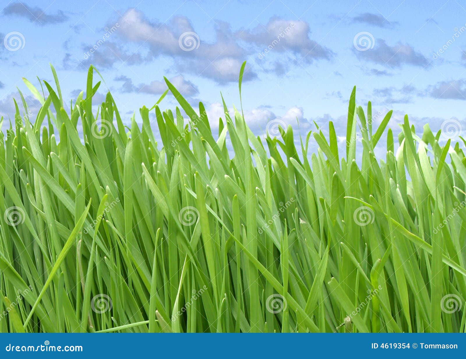 Spring Grass stock photo. Image of nature, blades, green - 4619354