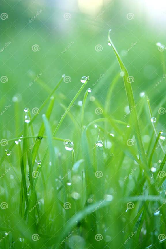 Spring Grass stock image. Image of spring, life, green - 514013