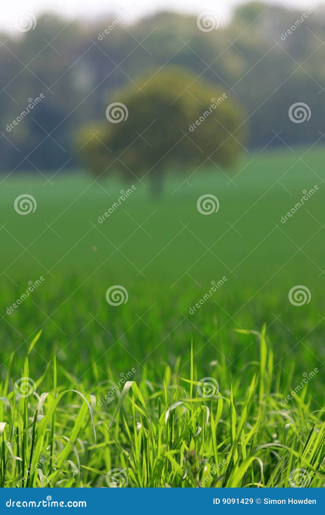 Spring grass stock image. Image of grass, wiltshire, england - 9091429