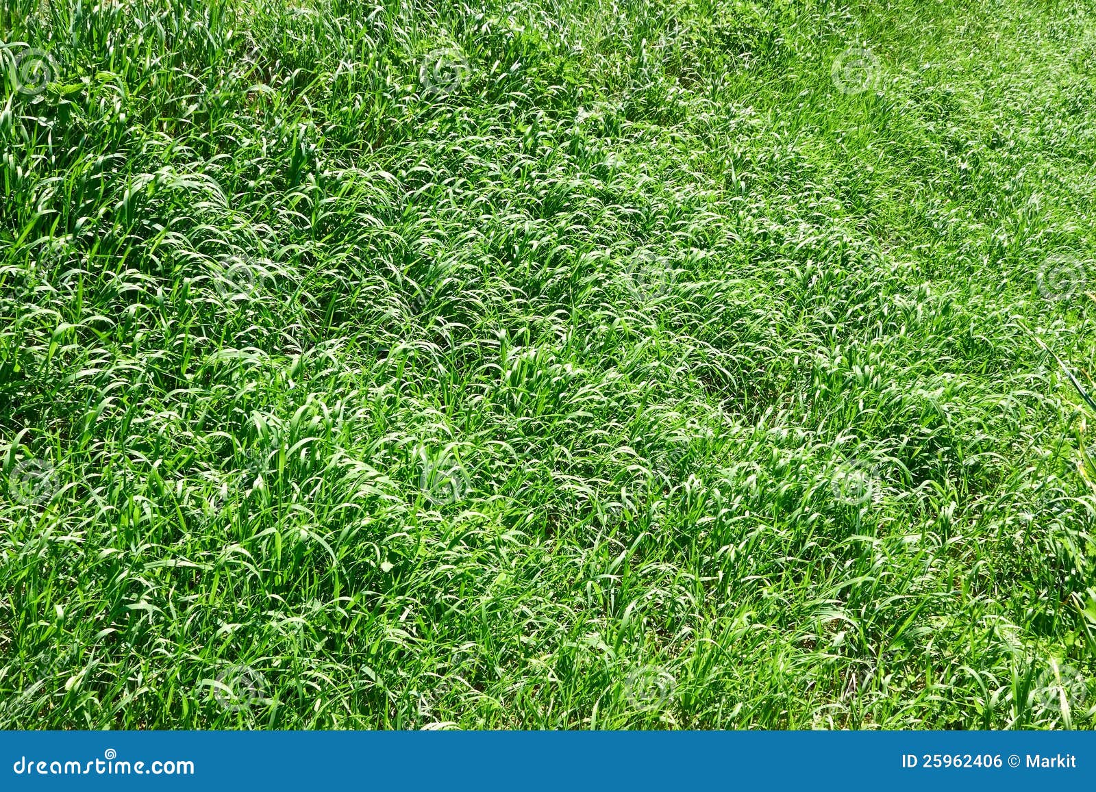 Spring Grass As Herbal Texture Stock Photo - Image of natural, land ...