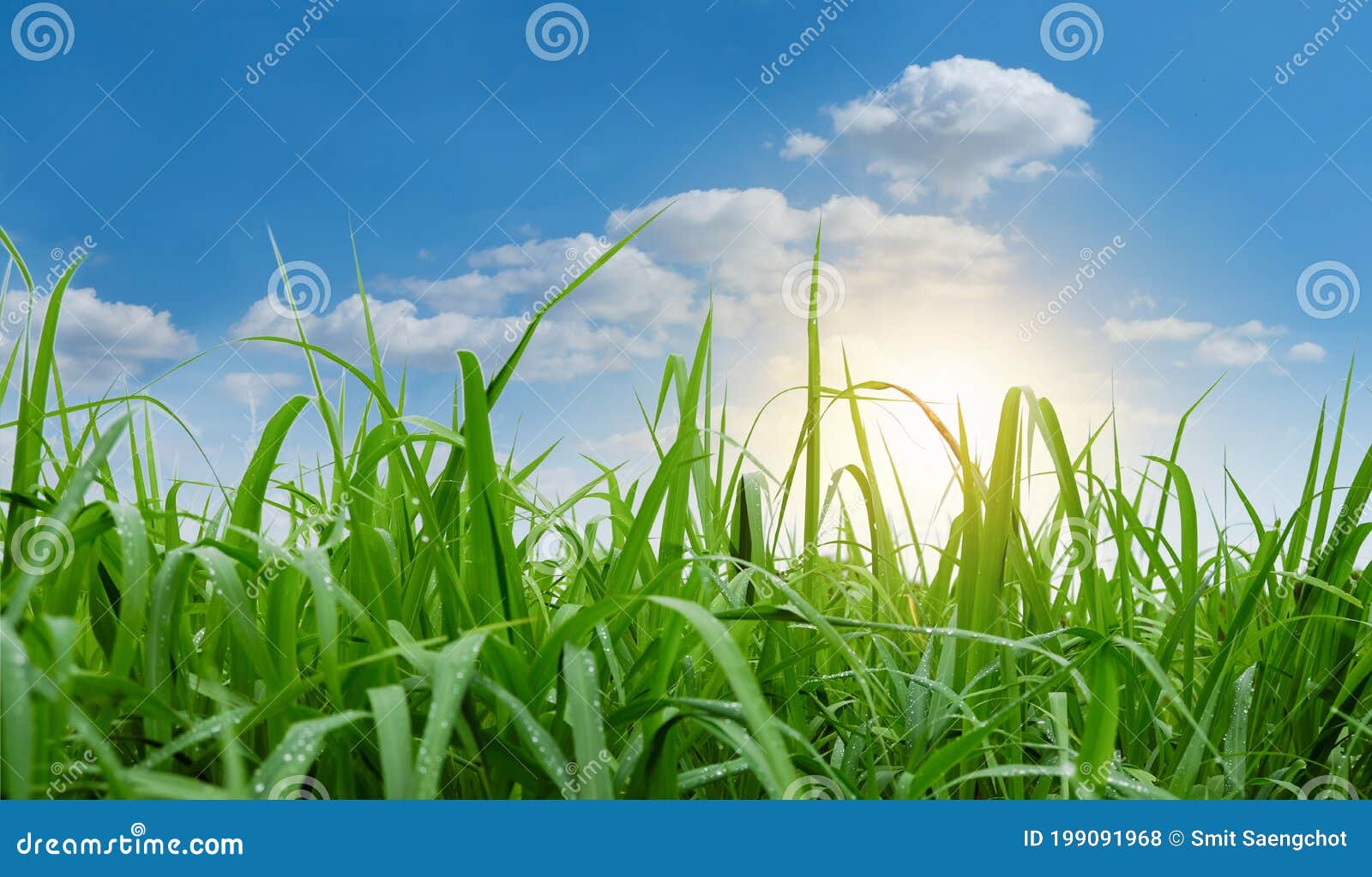 Spring and Grass Background. Spring Summer Background with Fresh Green ...