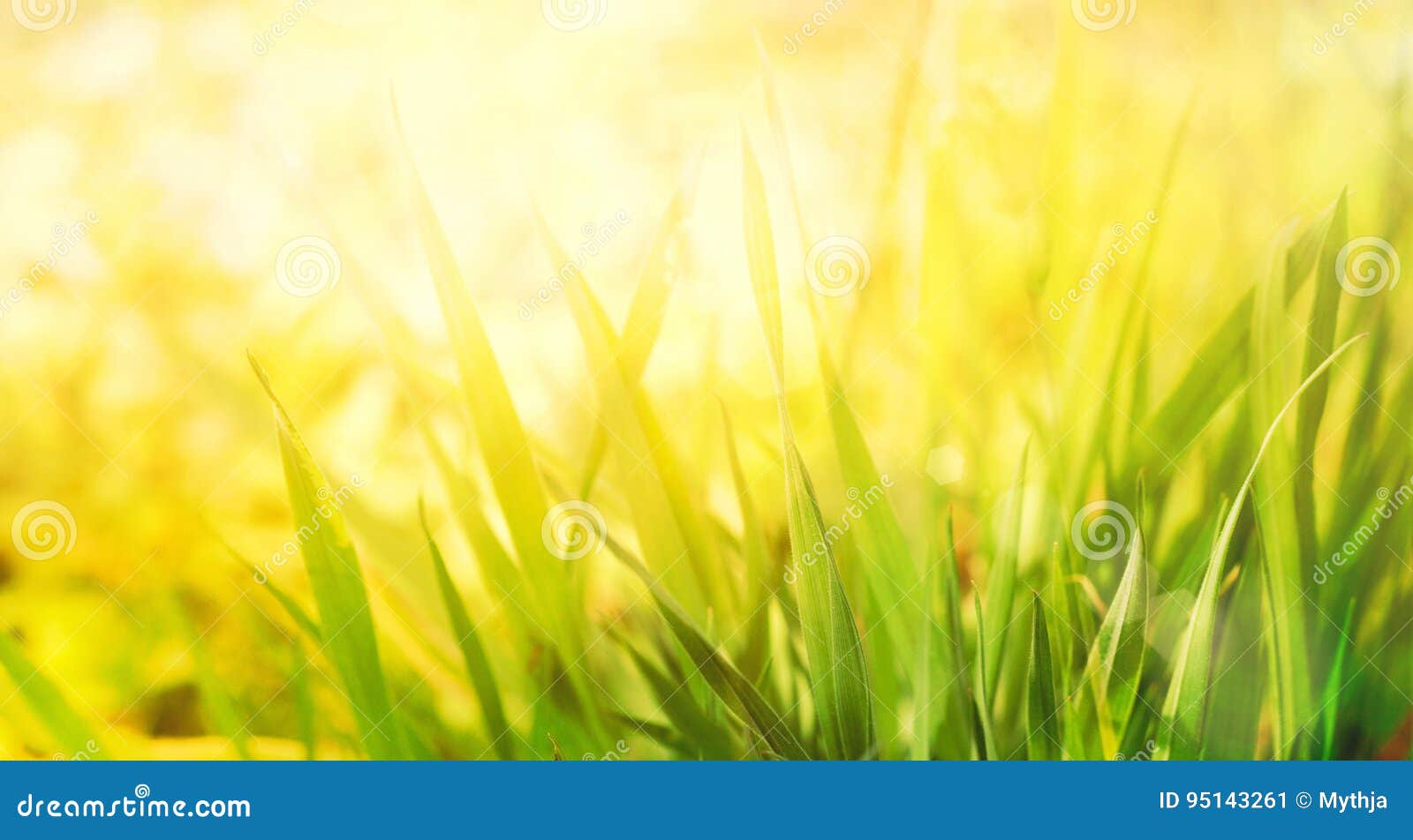 Spring grass background stock image. Image of meadow - 95143261