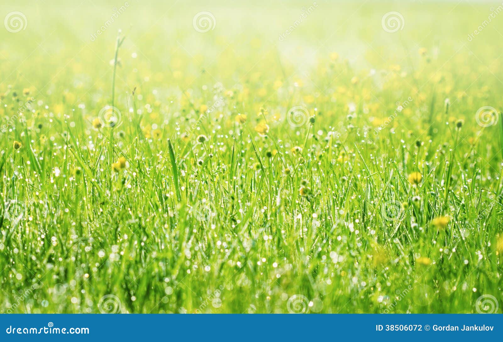 Spring Grass Covered with Morning Dew Stock Photo - Image of grassy ...