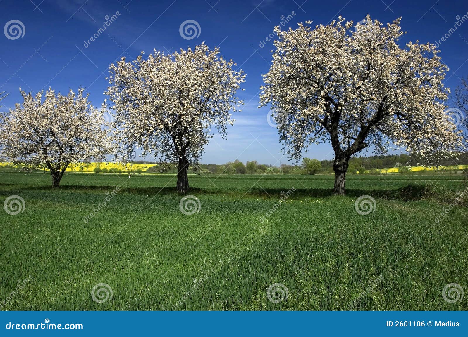 Spring Grass Fields Landscape Stock Photo - Image of panorama, leaves ...
