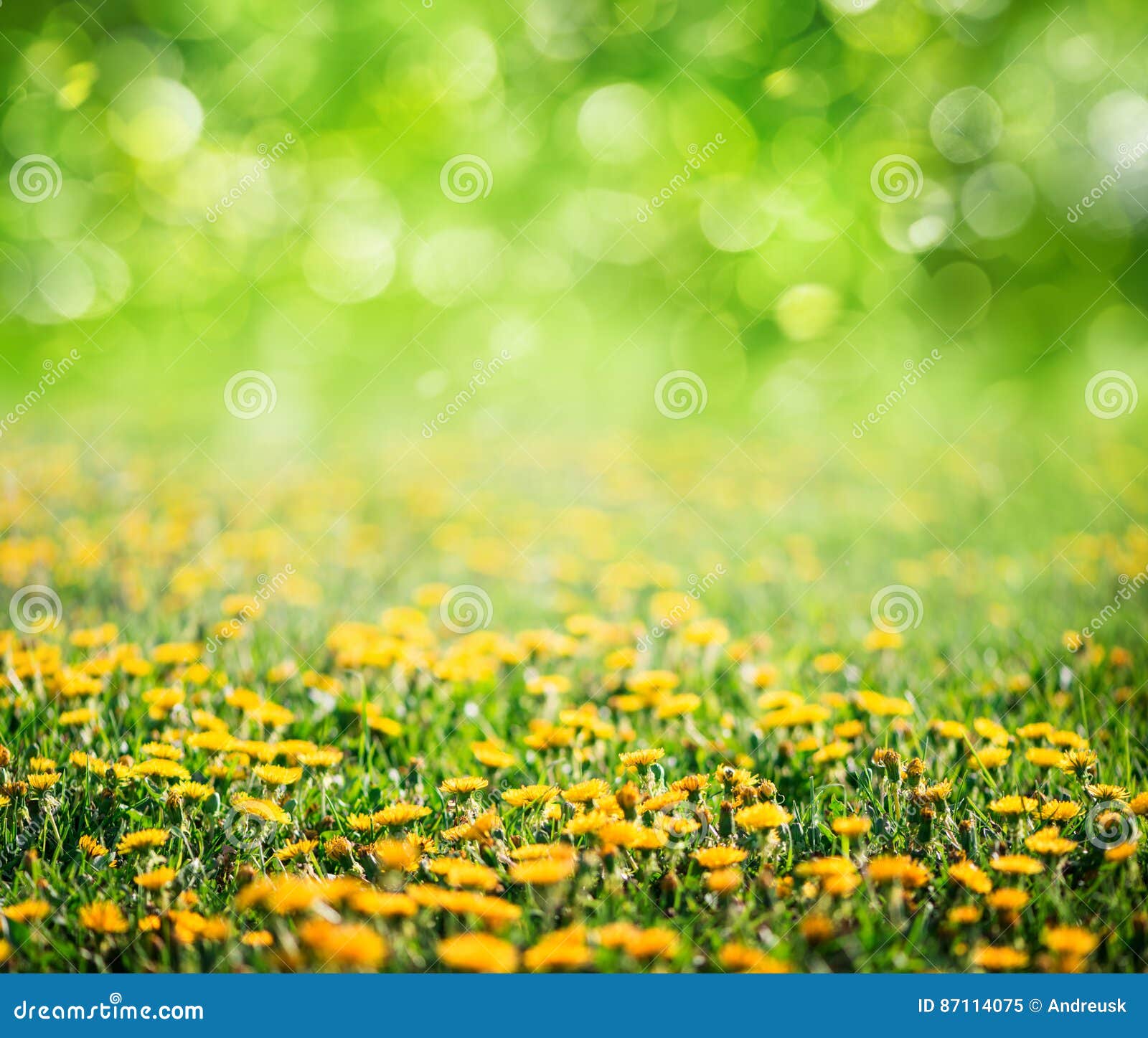 Spring grass and flowers stock image. Image of abstract - 87114075