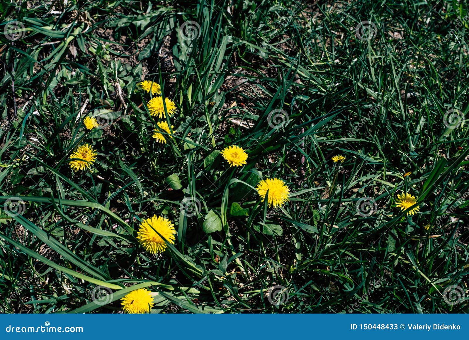 Spring grass with flowers stock image. Image of land - 150448433