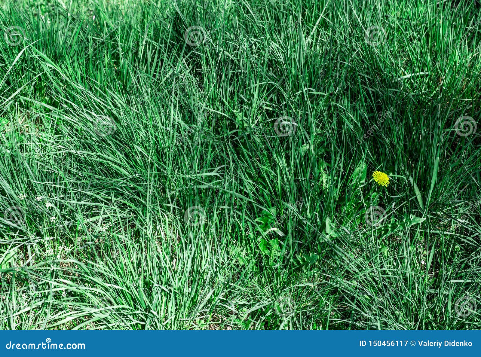 Spring grass with flowers stock image. Image of green - 150456117