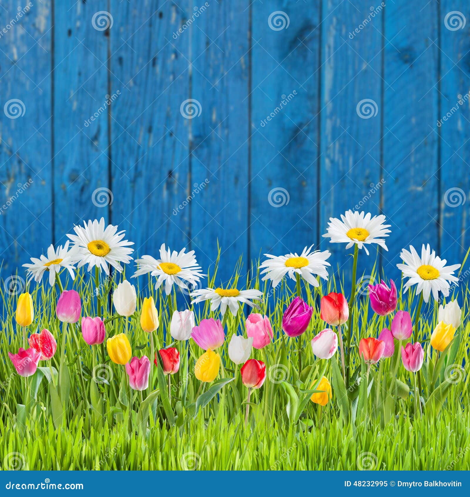 Spring grass stock image. Image of leaf, freshness, concept - 48232995