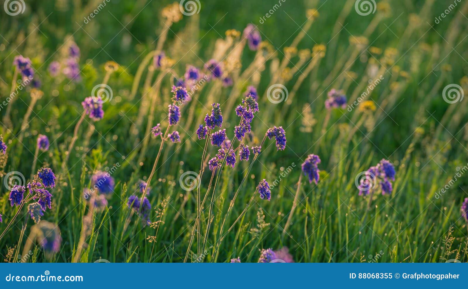 Spring grass and flowers stock image. Image of farm, leaf - 88068355