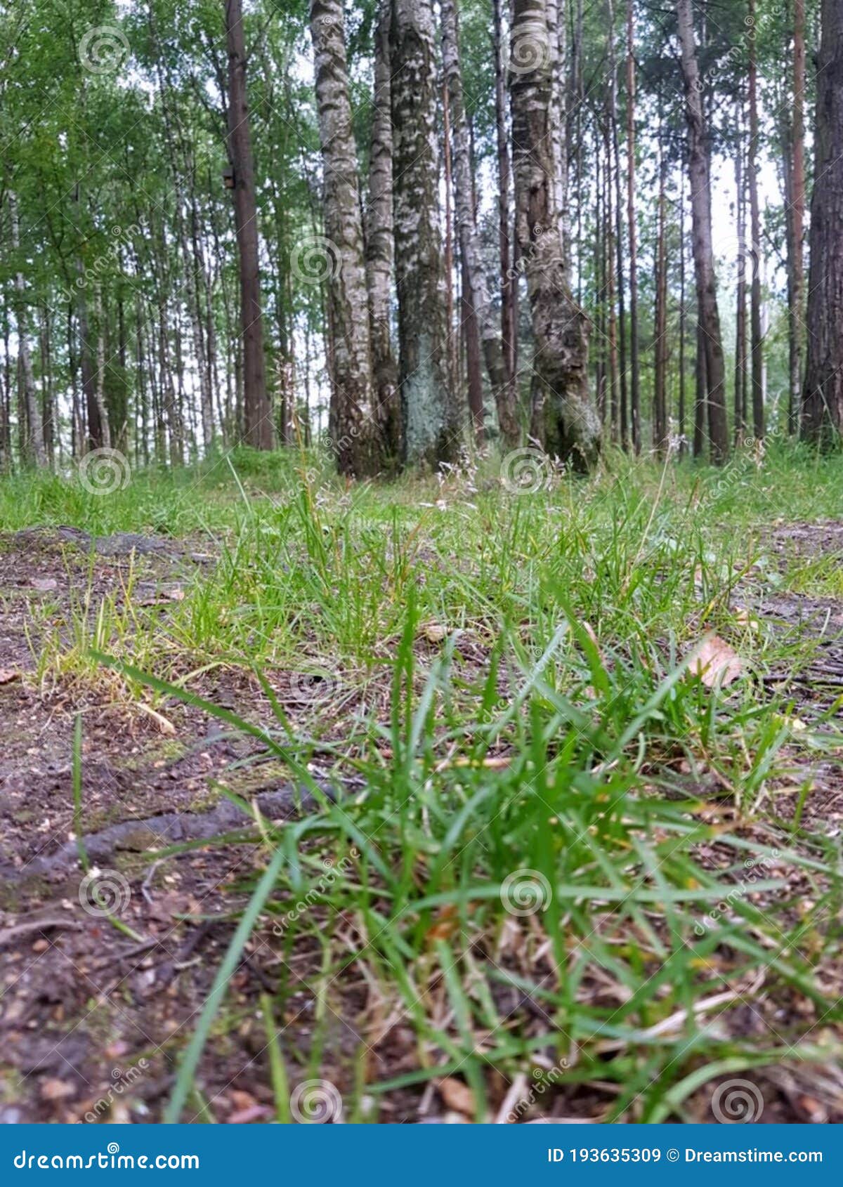 Grass in the forest stock image. Image of plant, road - 193635309
