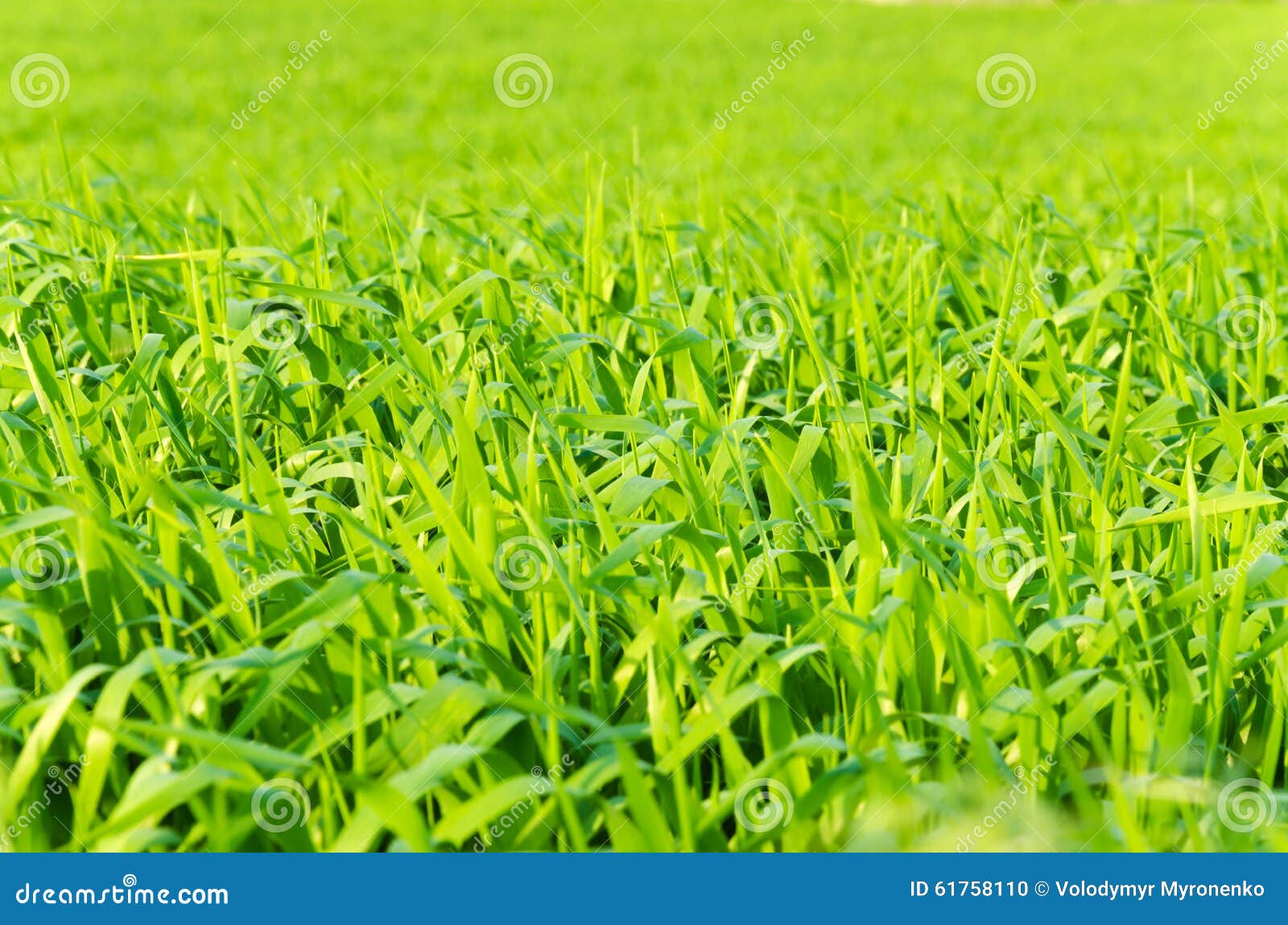 Spring Grass Green Background Stock Photo - Image of lush, leaf: 61758110