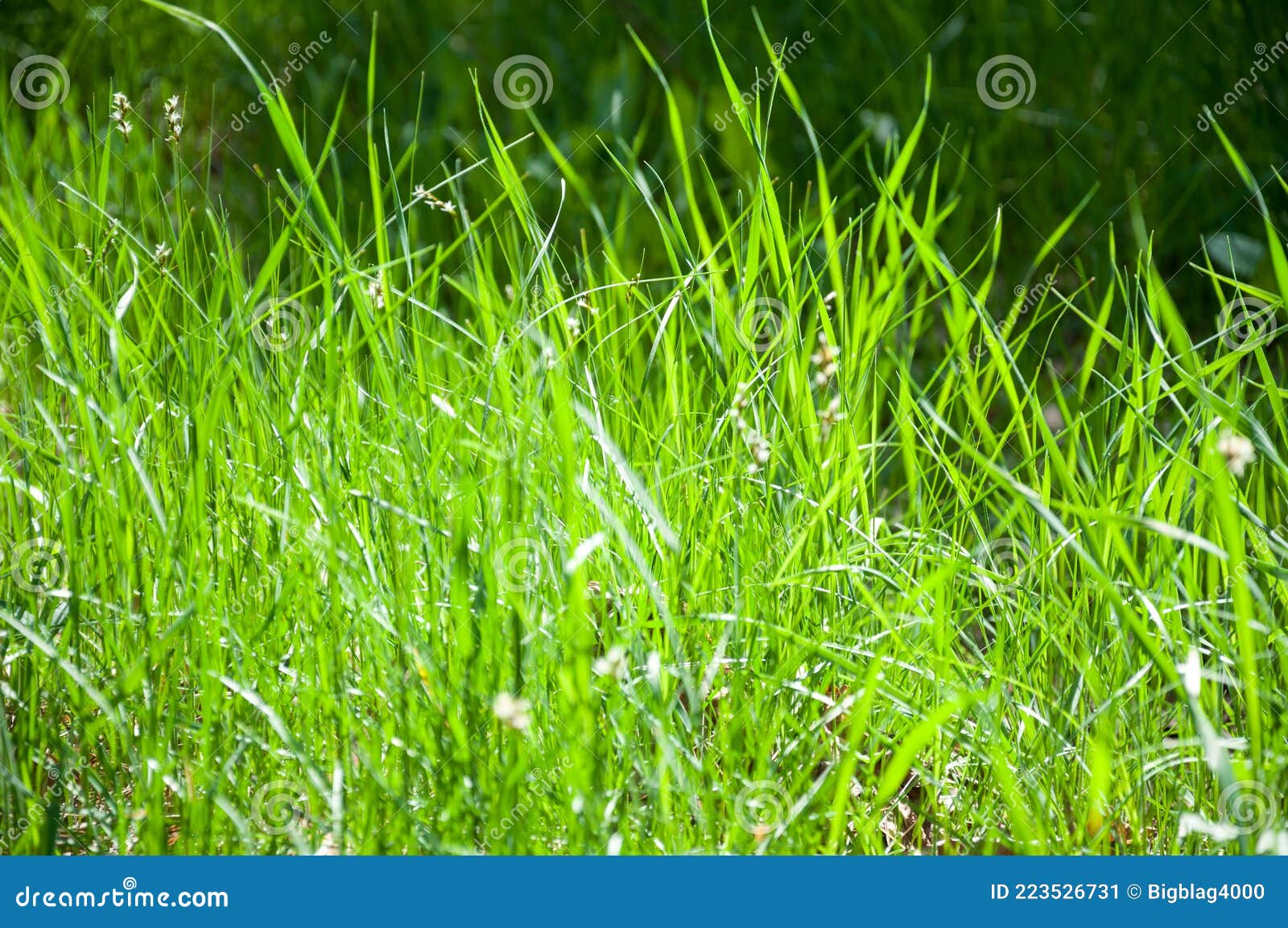 Spring Grass Growing Background.Garden Backdrop. Stock Image - Image of ...