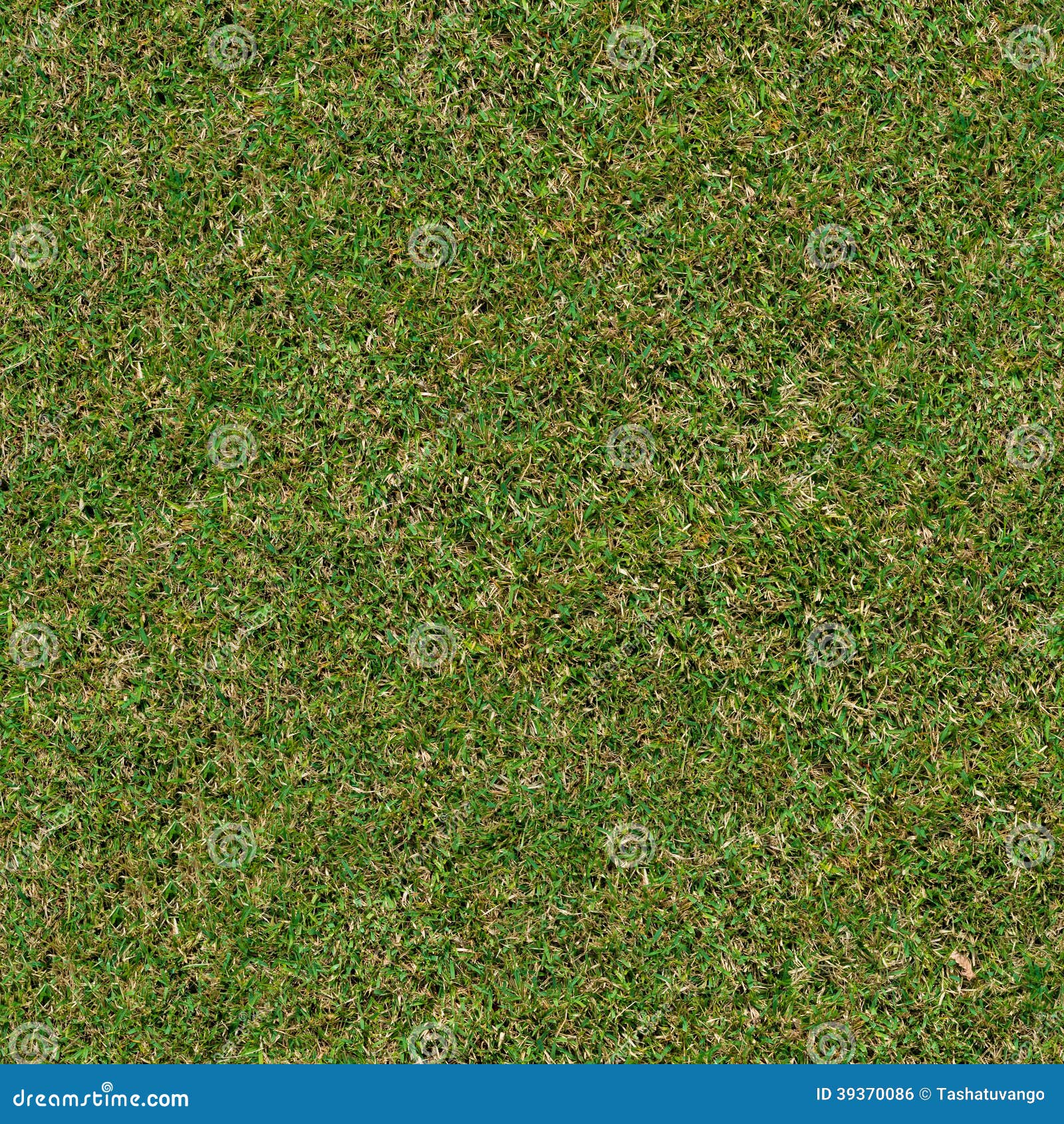Spring Grass. Seamless TileableTexture. Stock Photo - Image of lawn ...