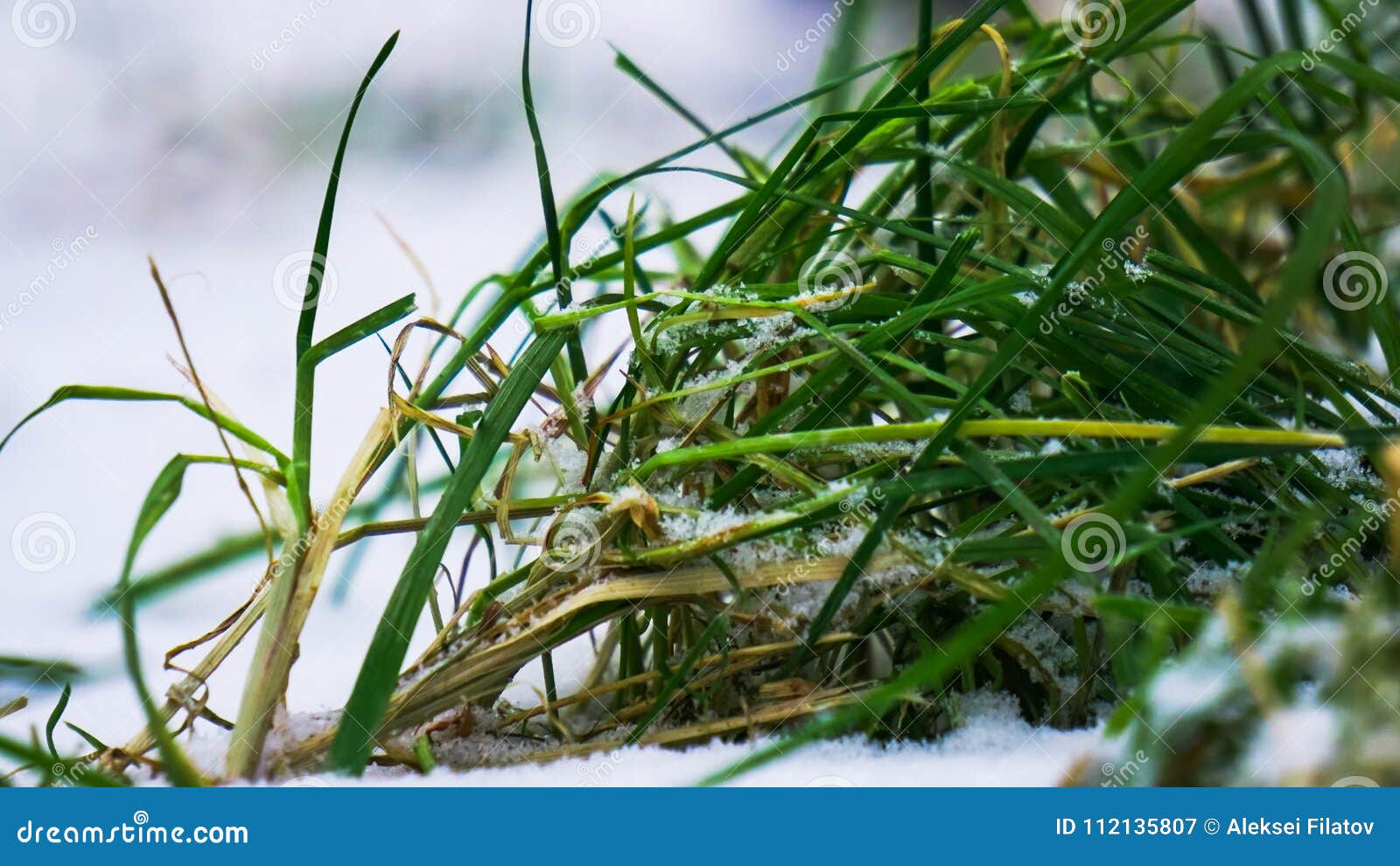 Spring grass snow stock image. Image of green, horizontal - 112135807
