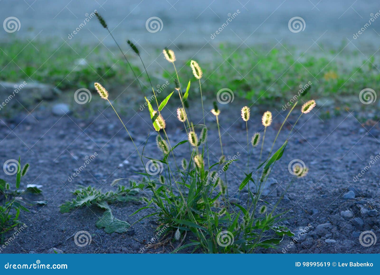 Spring Grass on Stone Ground in the Evening Stock Image - Image of ...