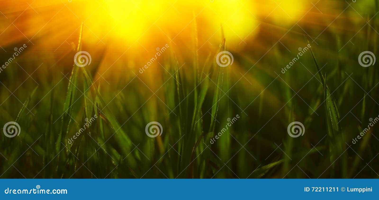 Spring Grass in the Sun. Summer Background. Wallpapers. Stock Image ...