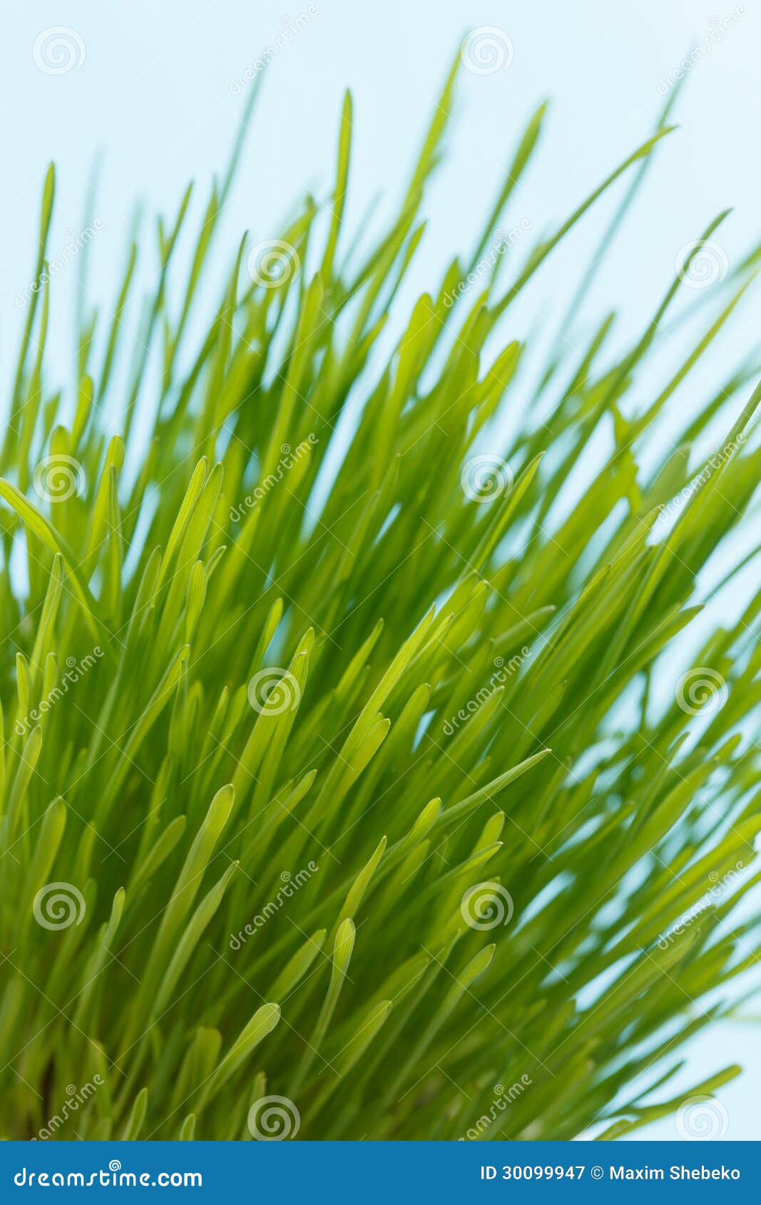 Spring grass stock image. Image of panoramic, isolated - 30099947