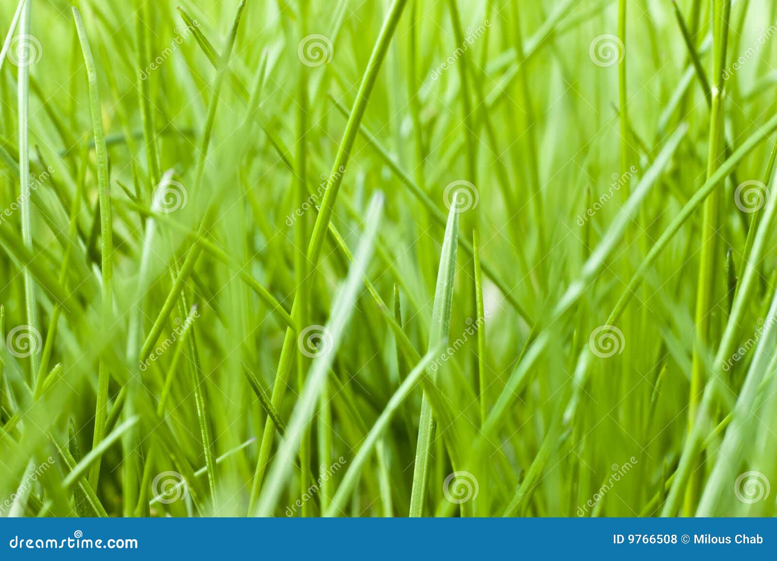Spring grass texture stock photo. Image of abstract, background - 9766508