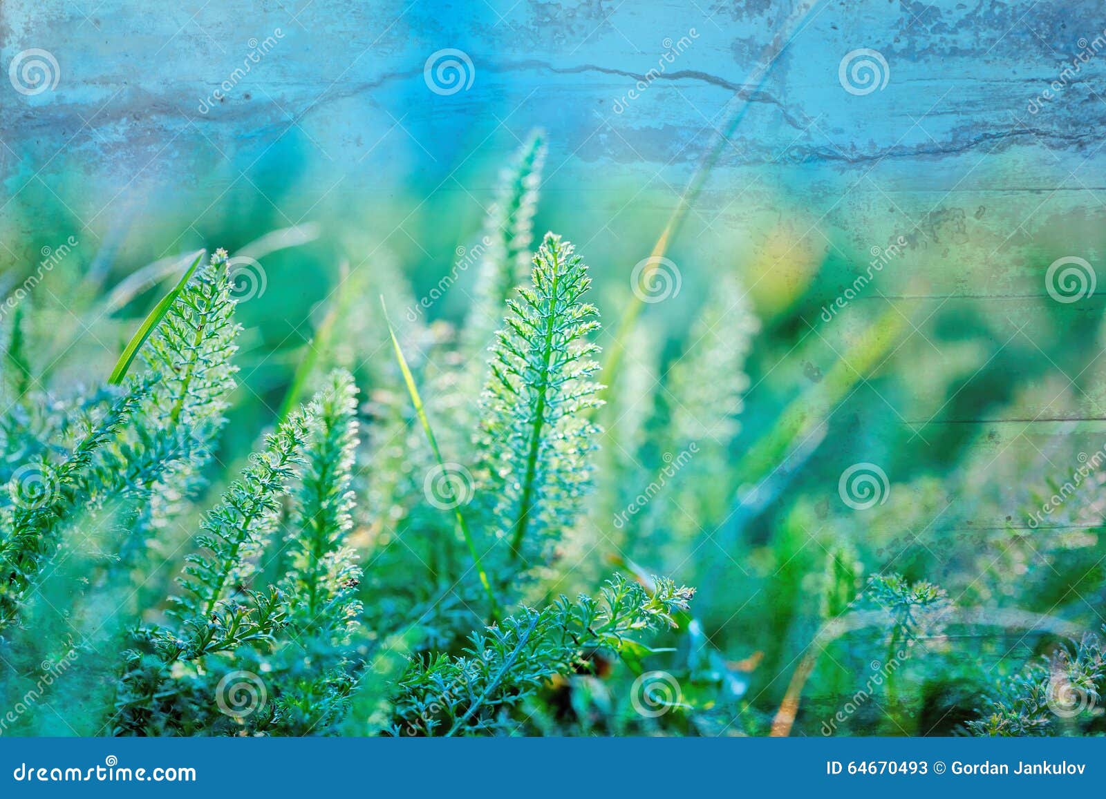 Spring Grass - an Unusual Grass Stock Image - Image of bright, focus ...