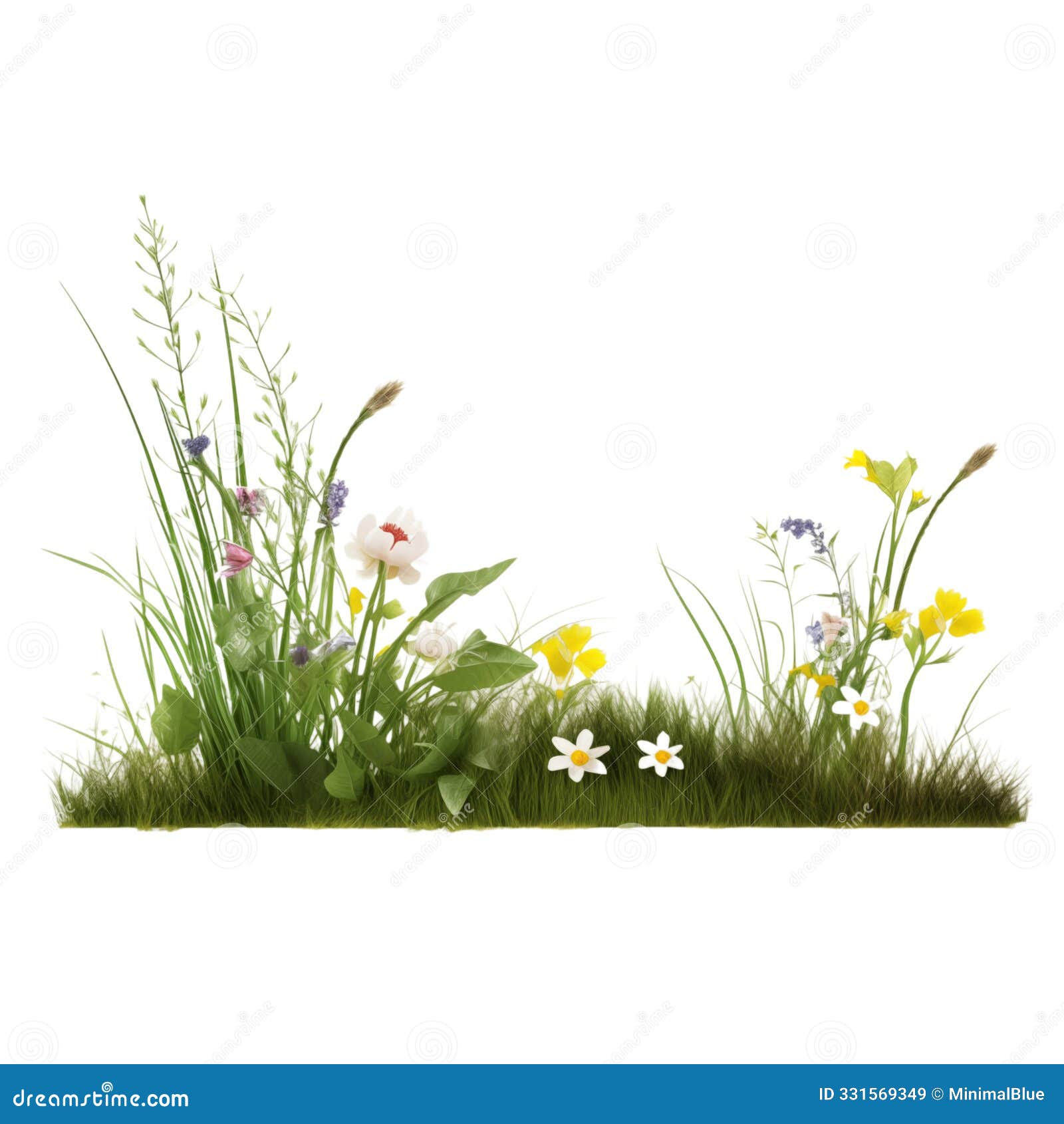 Spring Grass and Wild Flowers Isolated on White Background Stock ...