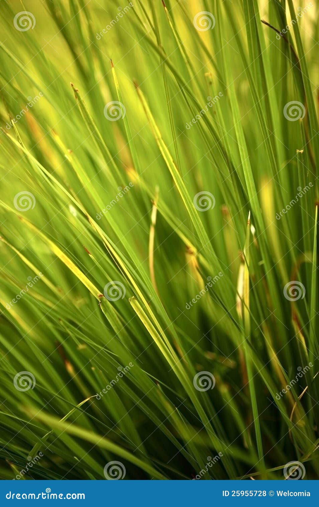 Spring Grasses stock photo. Image of natural, garden - 25955728