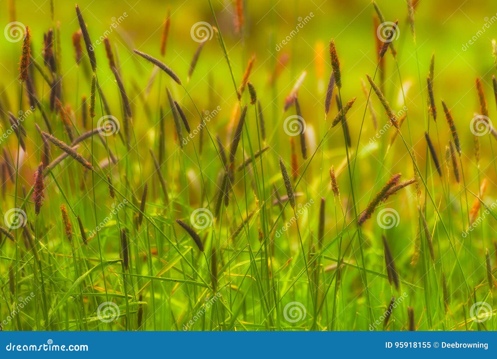Spring Grasses stock image. Image of fresh, brown, nature - 95918155