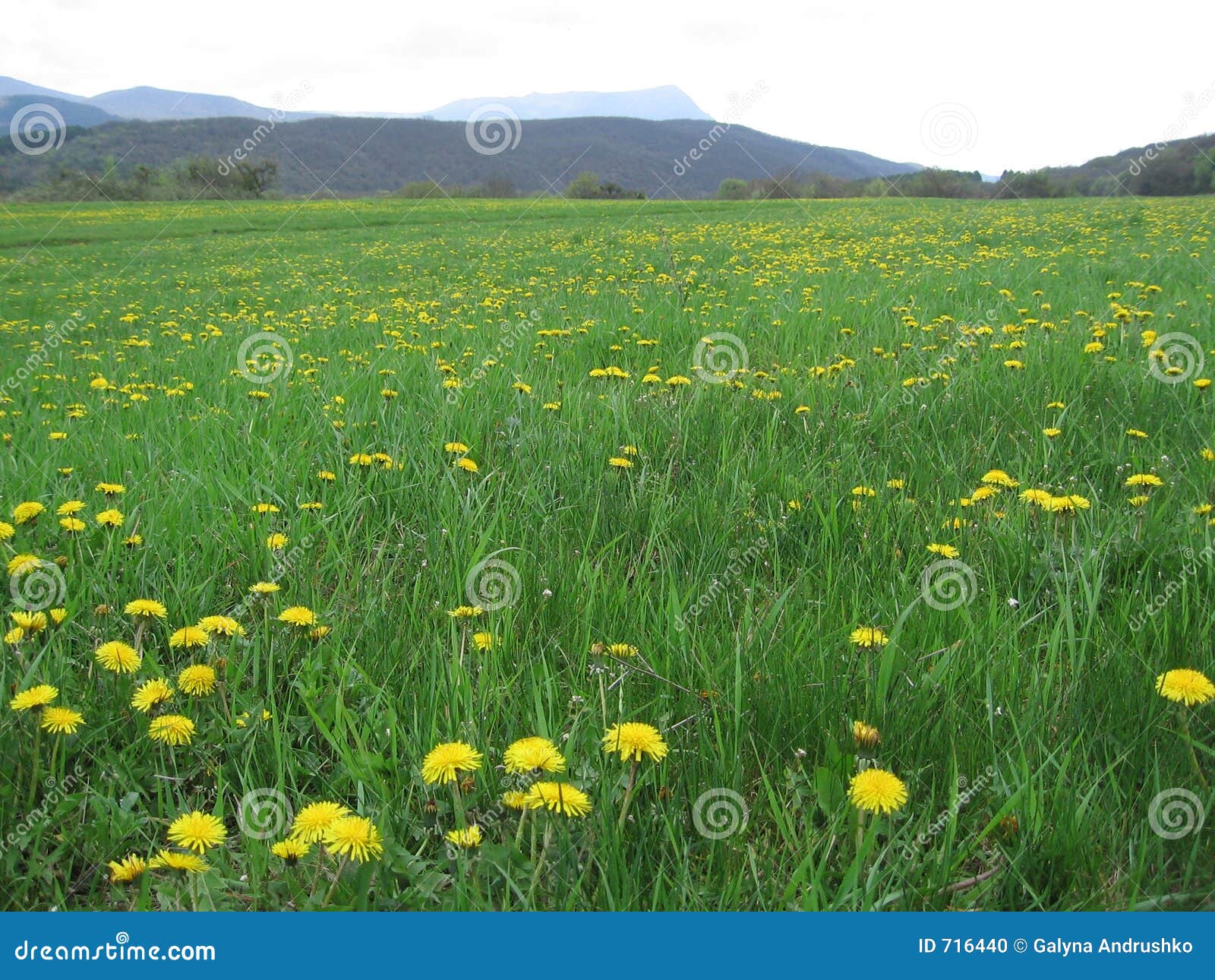 Spring grassland stock photo. Image of plant, spring, hill - 716440