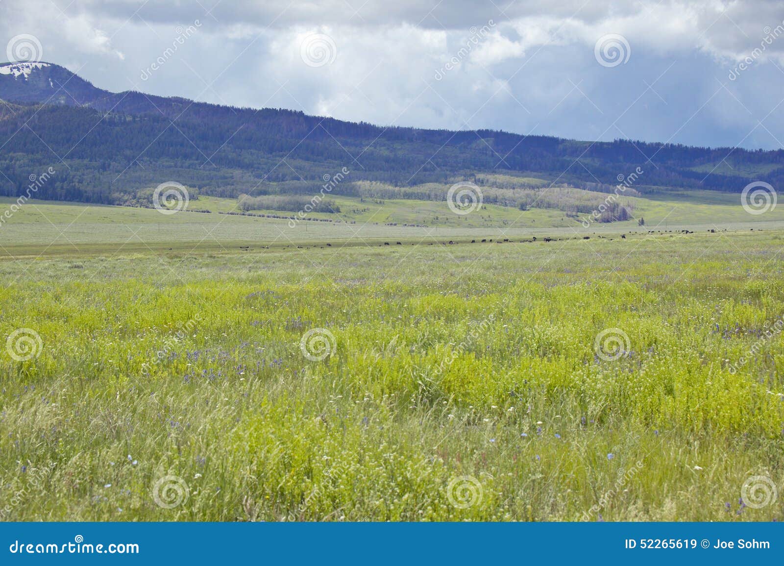 Spring Grasslands and Mountains in Centennial Valley Near Lakeview, MT ...