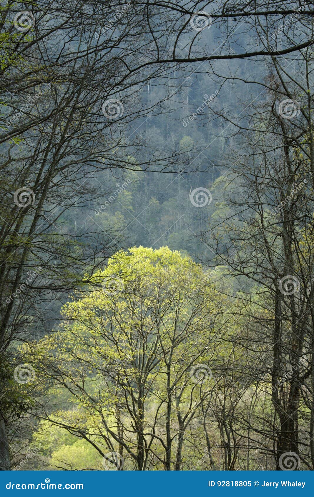 Spring, Great Smoky Mountains National Park, TN Stock Image - Image of ...