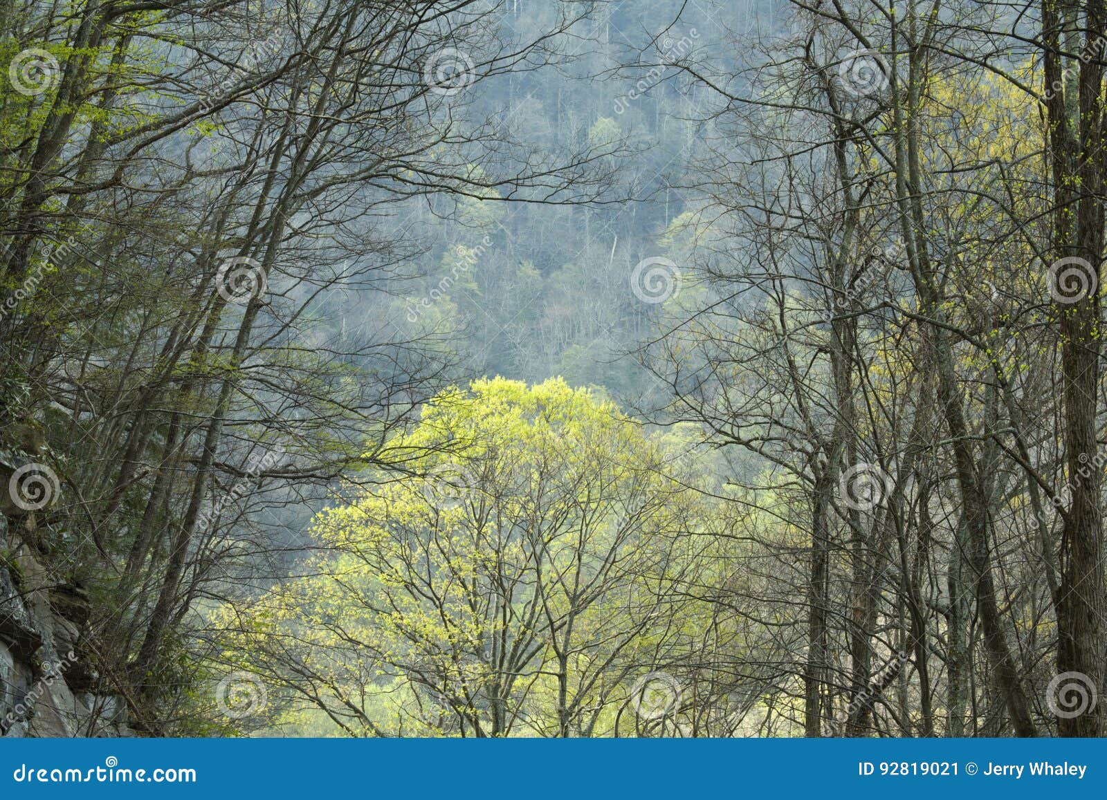 Spring, Great Smoky Mountains National Park, TN Stock Image - Image of ...