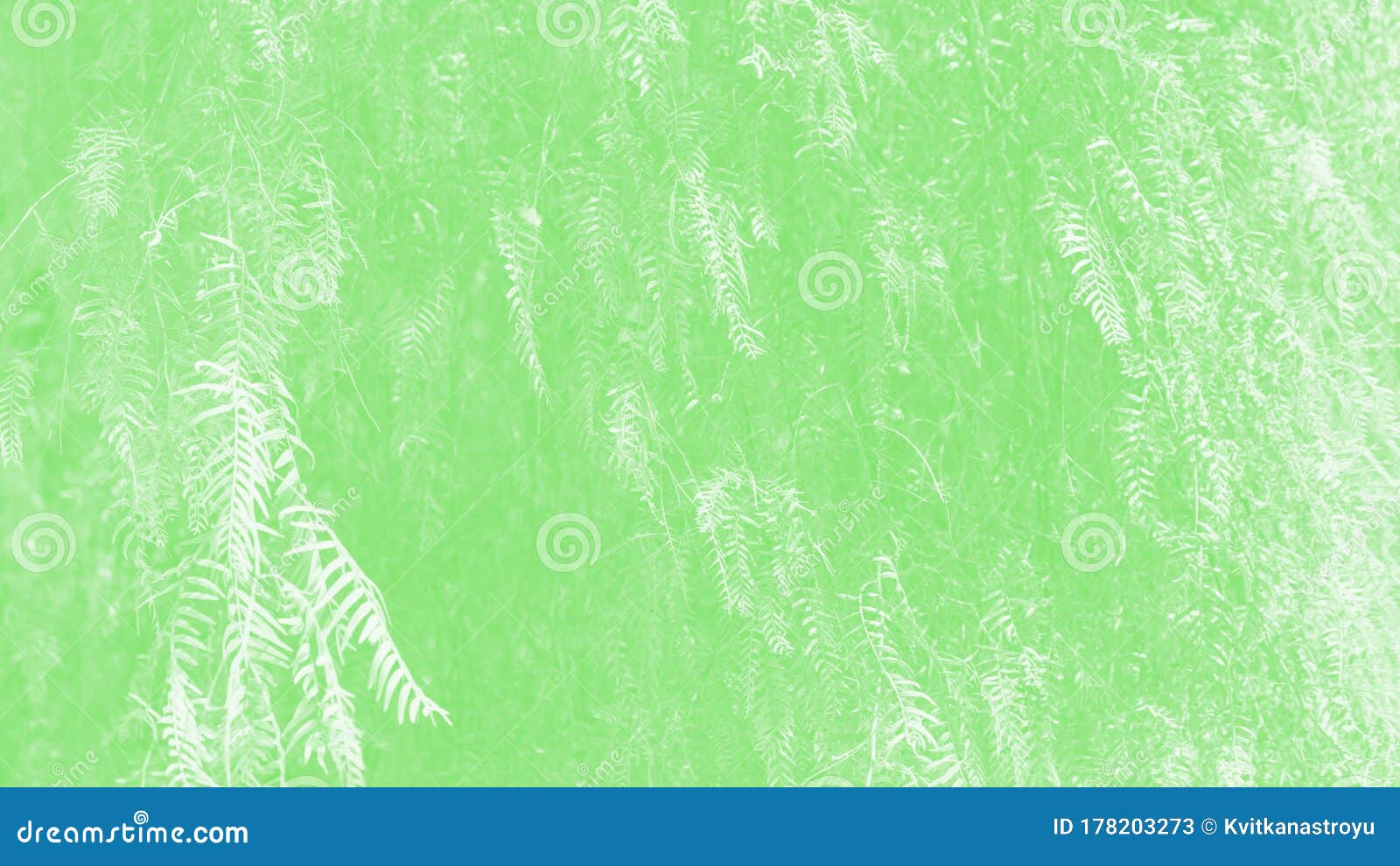 Light Spring Green Background with Branches of Willow Patterns, 16:9 ...