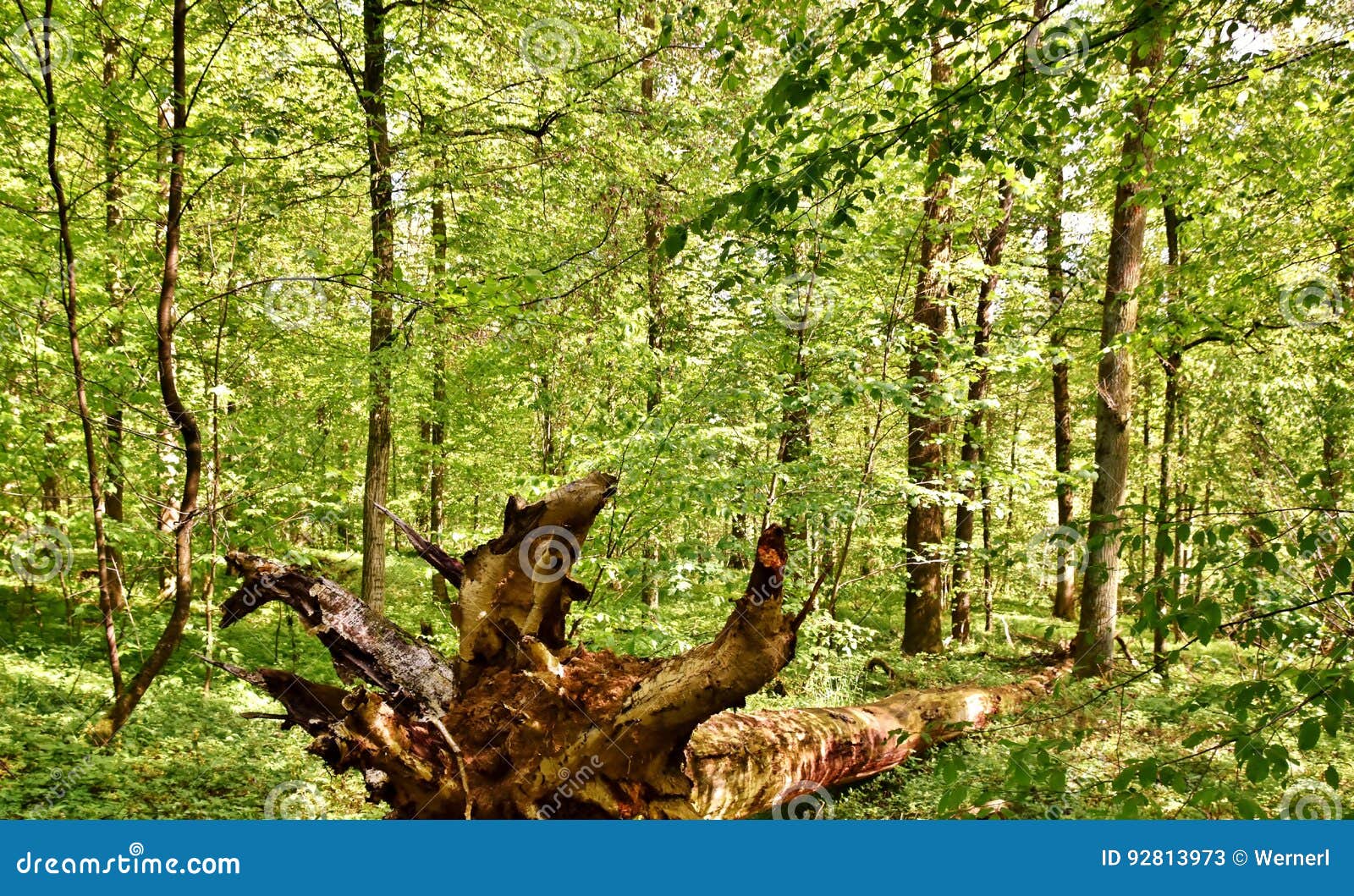 Spring green beech trees stock image. Image of light - 92813973