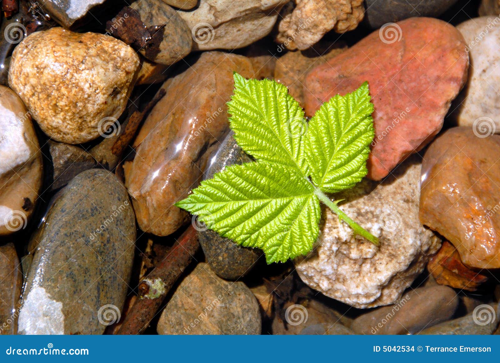Spring Green Berry Leaf stock photo. Image of leaf, green - 5042534