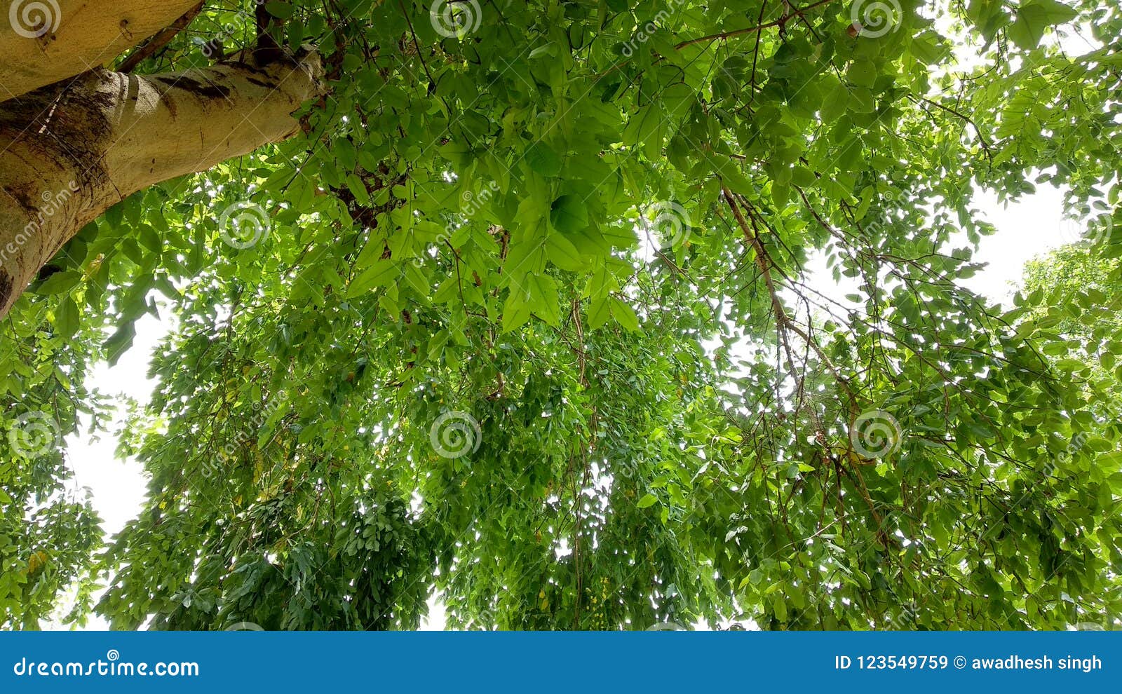 Amaltash tree stock image. Image of green, tree, spring - 123549759