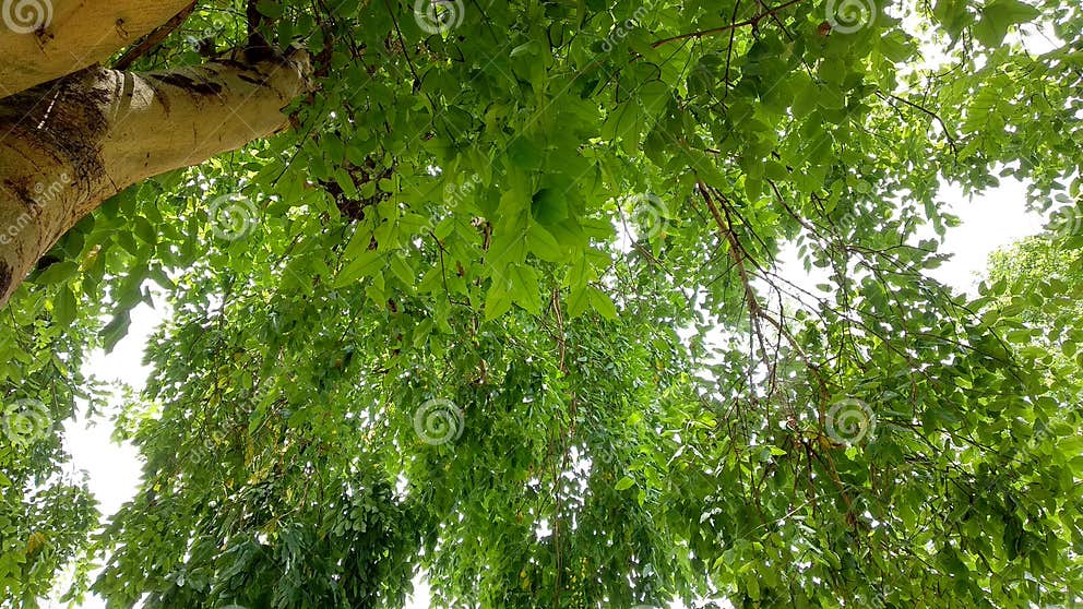 Amaltash tree stock image. Image of green, tree, spring - 123549759