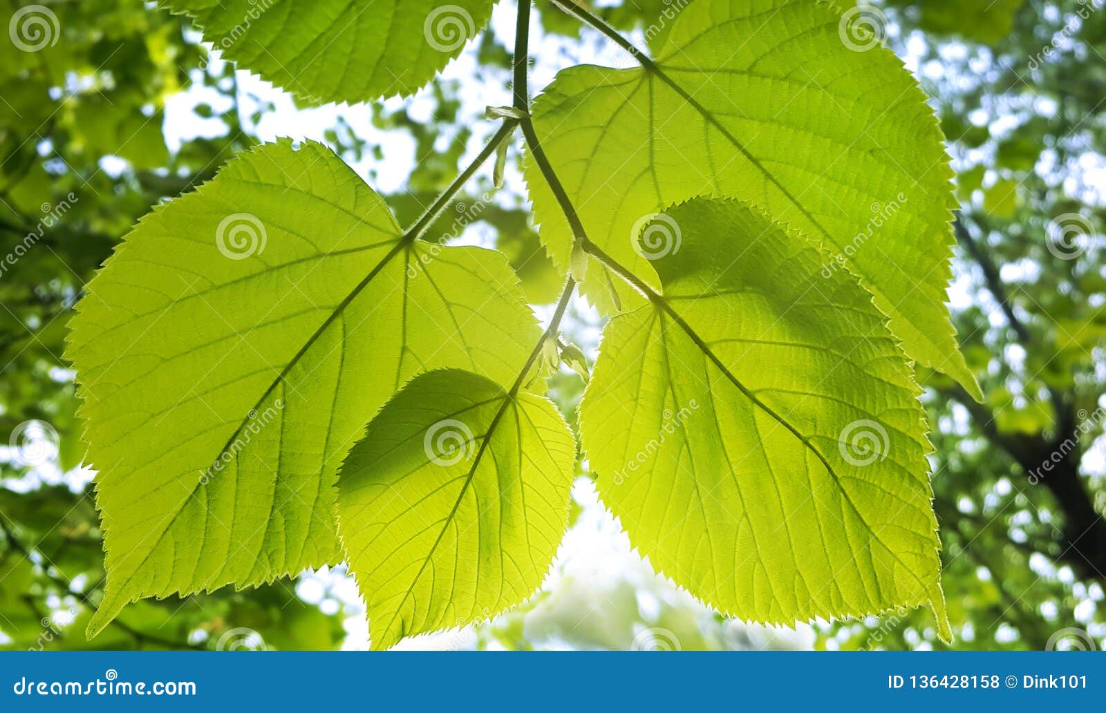 Spring Green Branch of Linden Tree Stock Photo - Image of linden ...