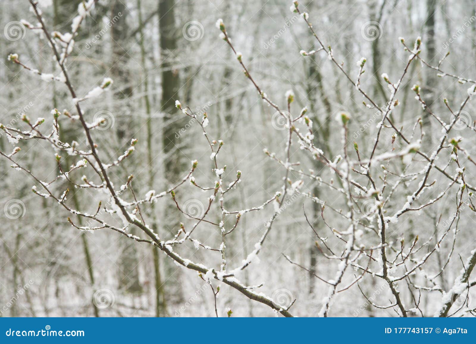 Spring Green Buds and Leaves Covered with Snow Stock Image - Image of ...