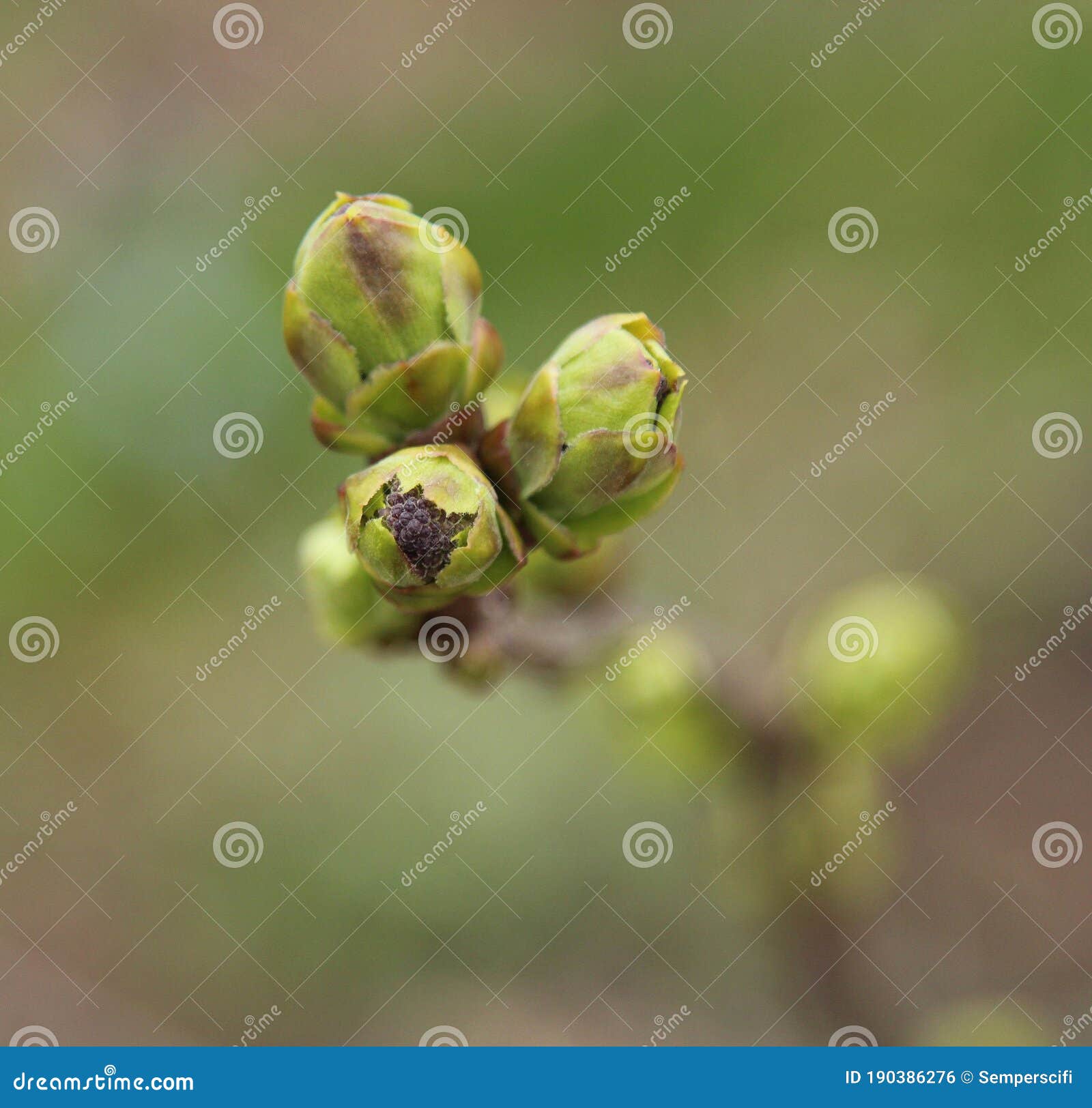 Spring Green Buds on a Green Background Stock Photo - Image of flowers ...