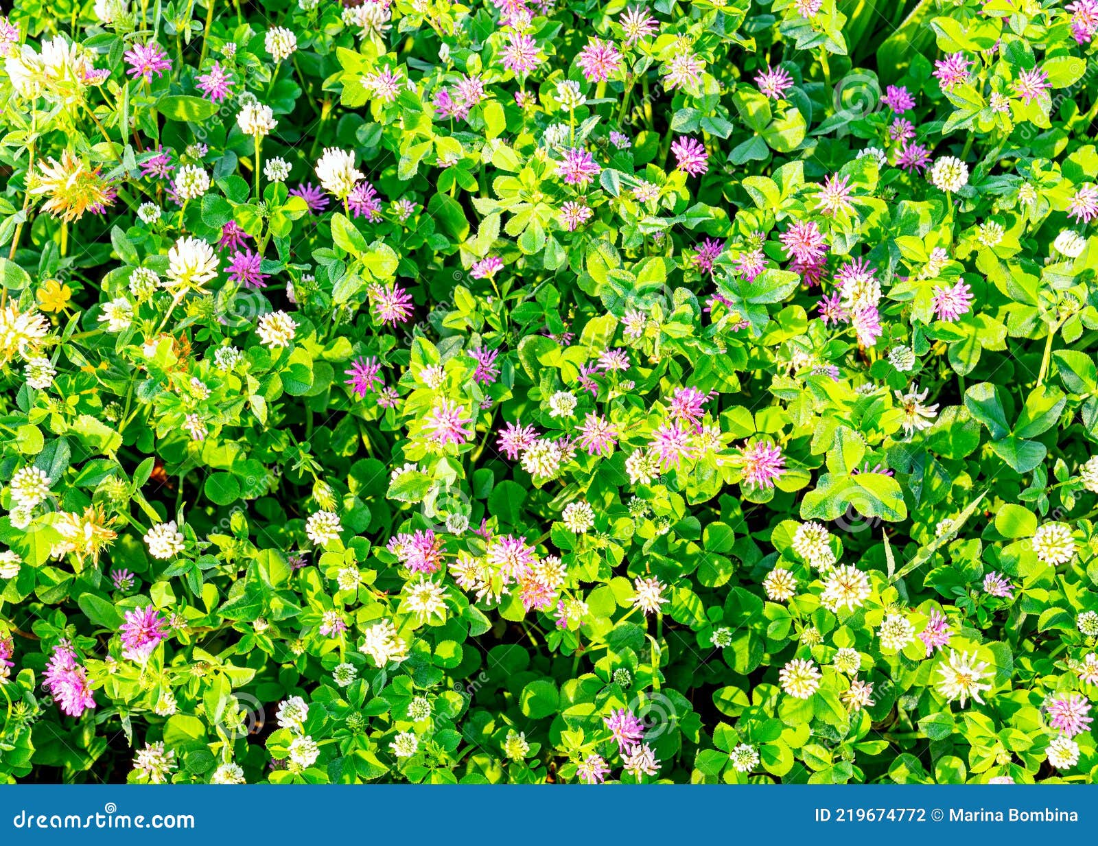 Clover Grass Texture Royalty-Free Stock Image | CartoonDealer.com #31336282