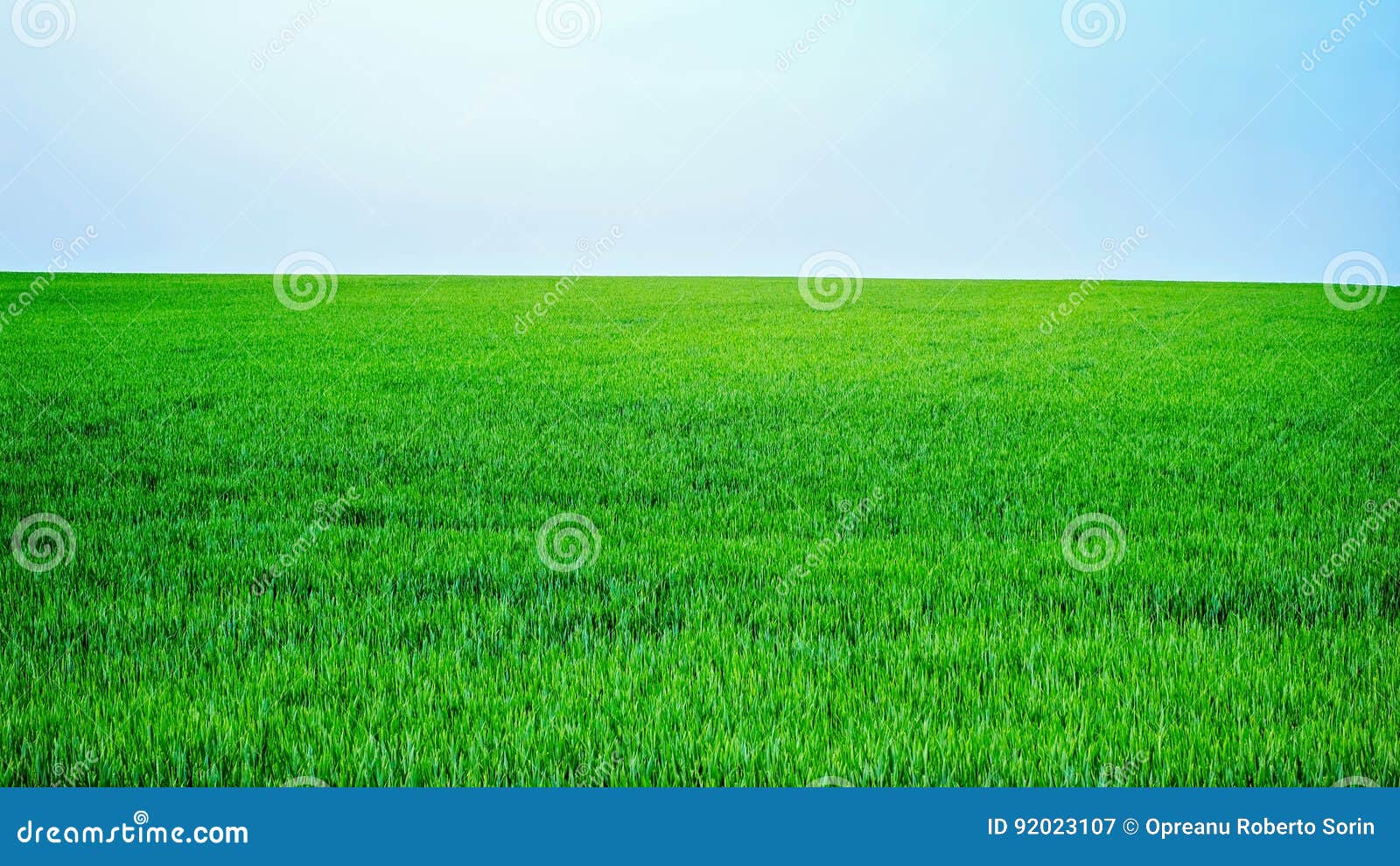 Spring Green Field with Clear Blue Sky Stock Image - Image of season ...