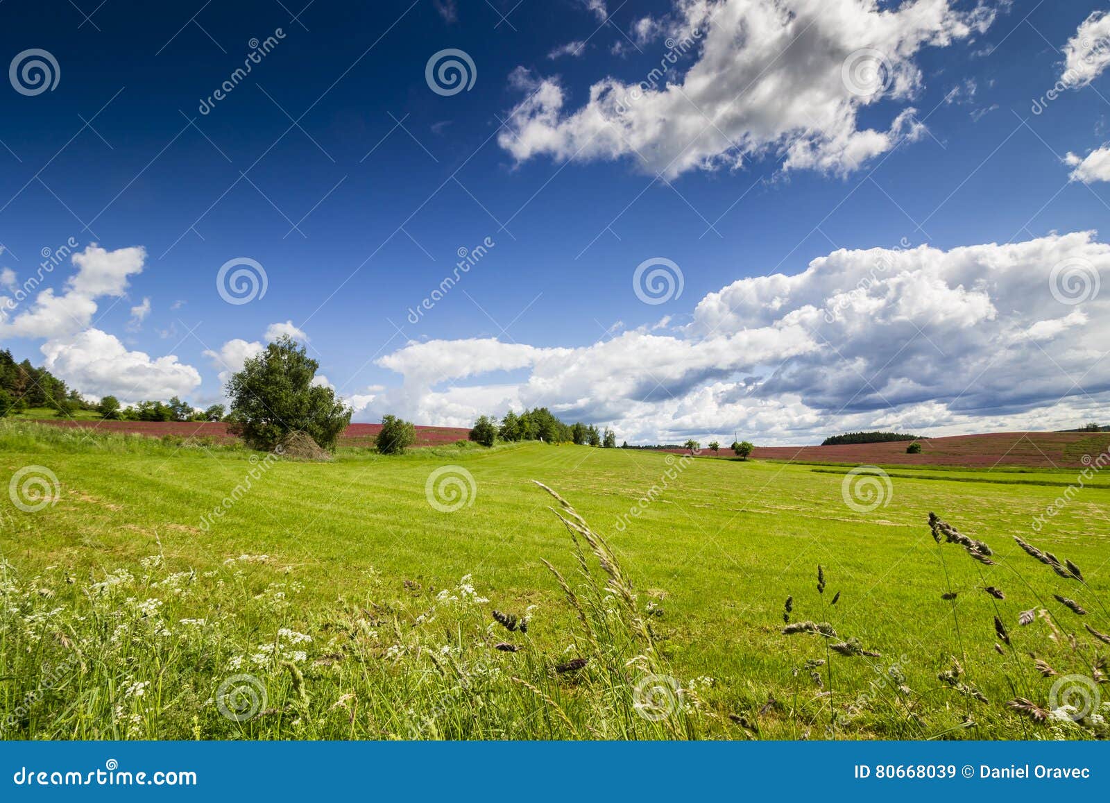 Spring Green Field with Fresh Grass and Blue Sky Stock Image - Image of ...