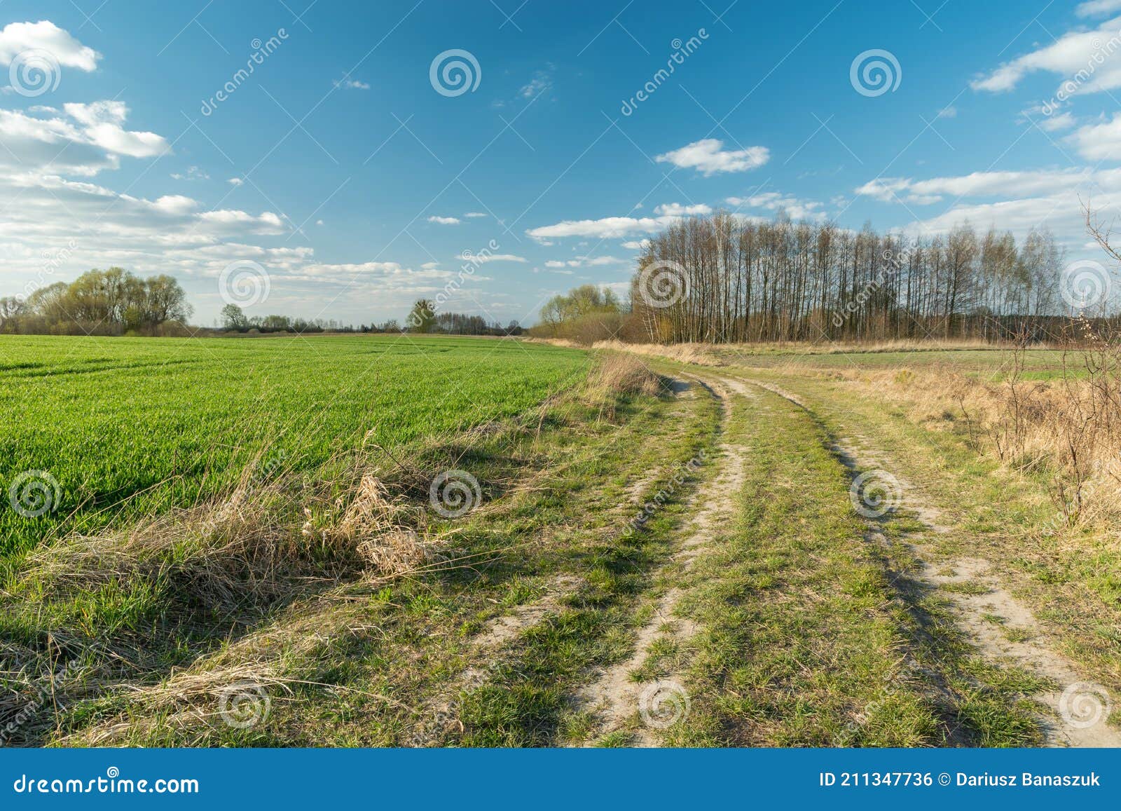 Spring Green Fields by a Country Road, April Landscape Stock Photo ...