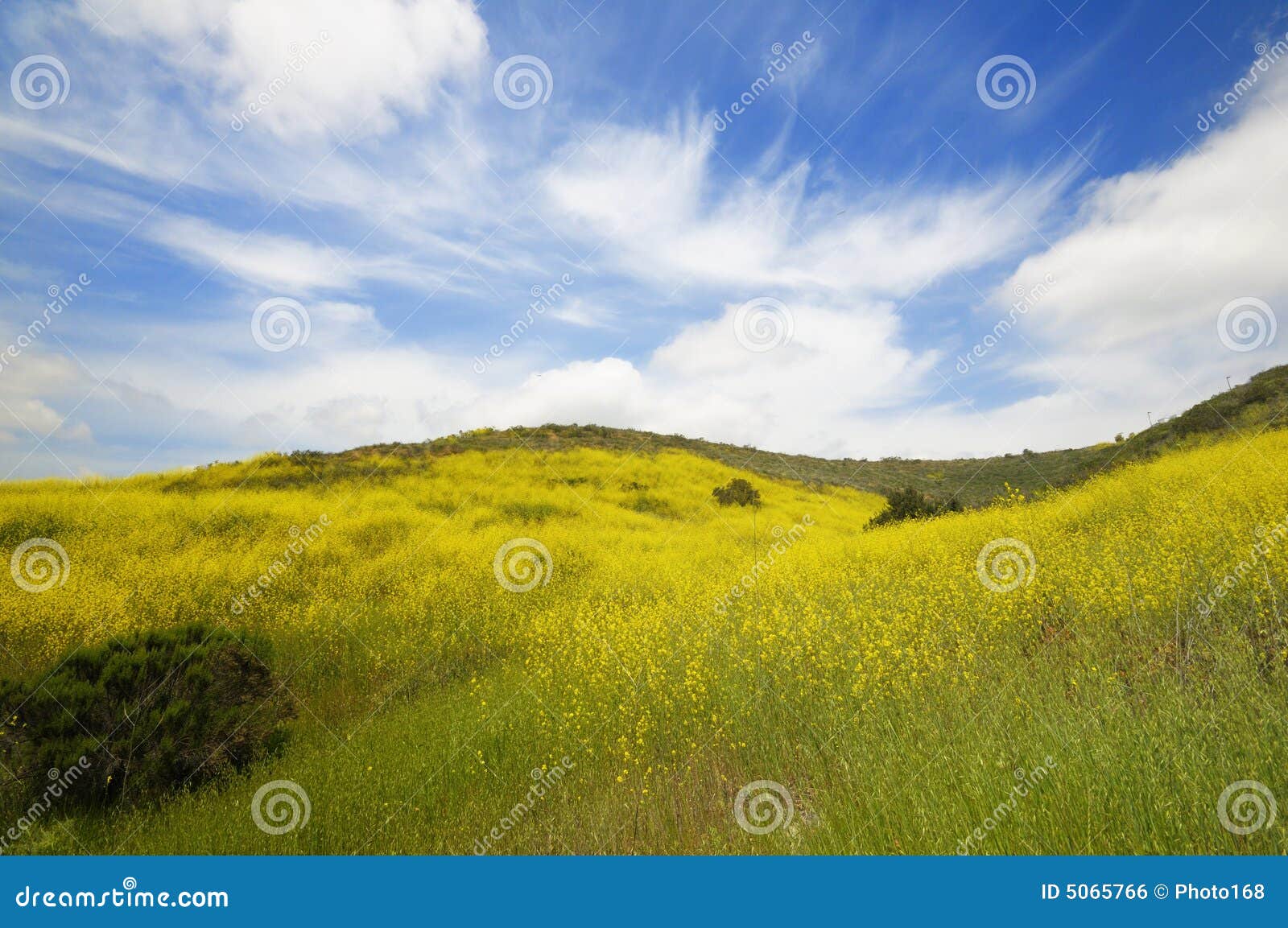 Spring Green Fields and Wild Flower Stock Photo - Image of grass ...
