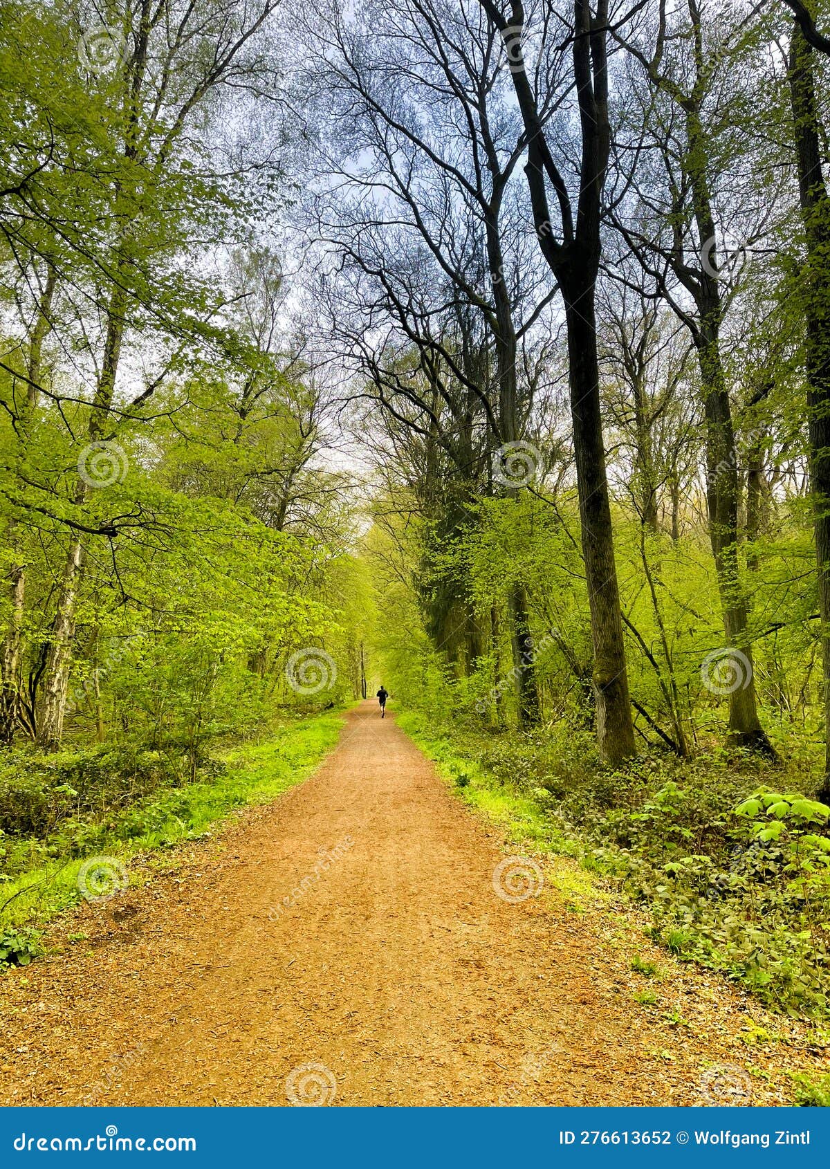 Spring green forest stock photo. Image of plant, meadow - 276613652
