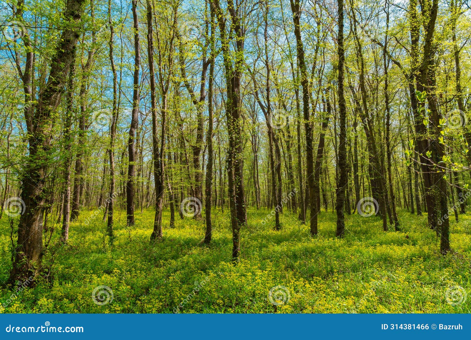 Spring Green Forest in Sunlight. Freshness of Nature Stock Photo ...