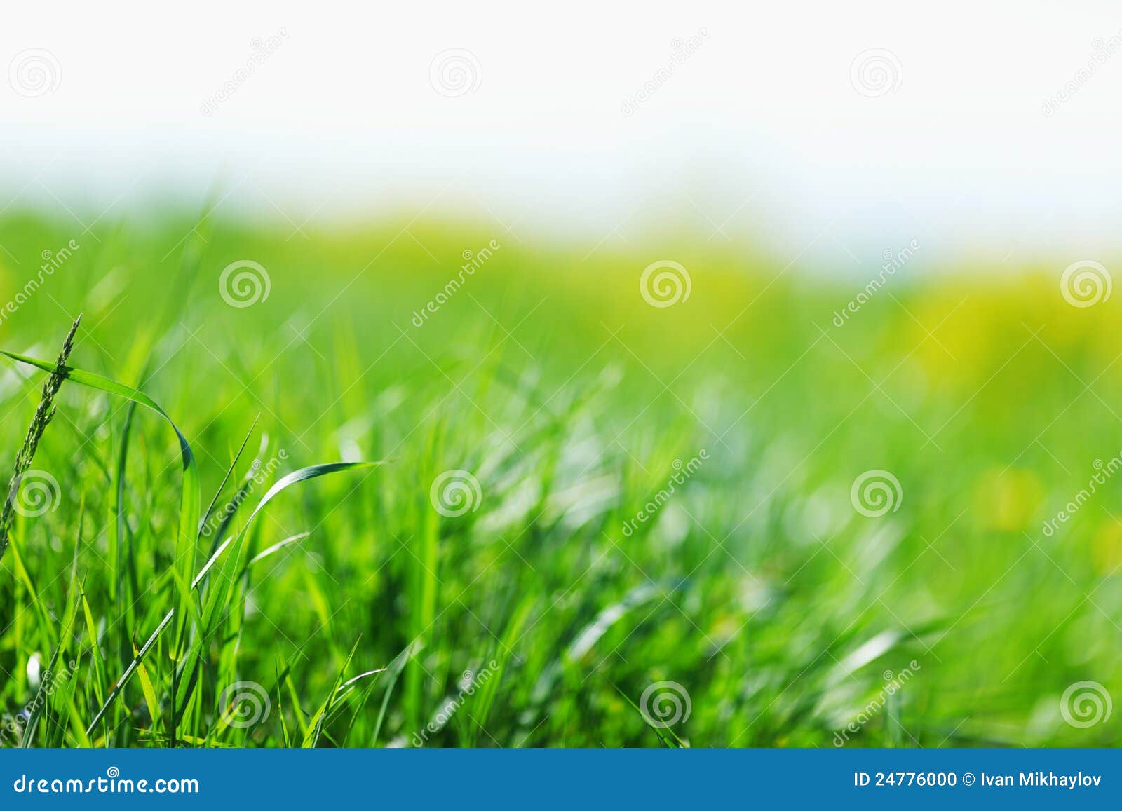 Spring green grass stock photo. Image of depth, harmony - 24776000