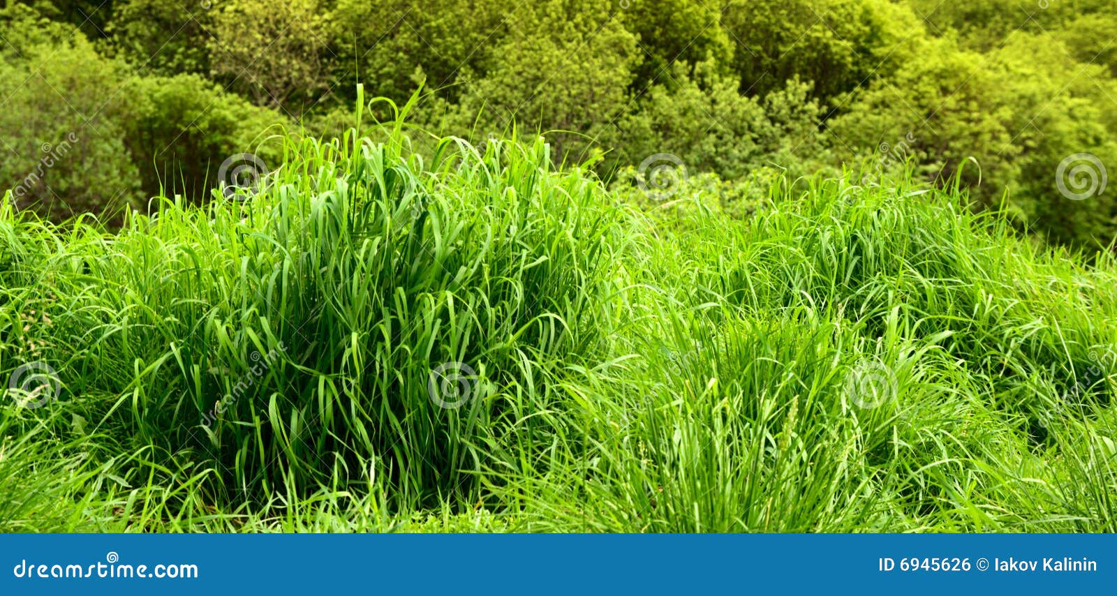 Spring green grass stock photo. Image of beautiful, grass - 6945626
