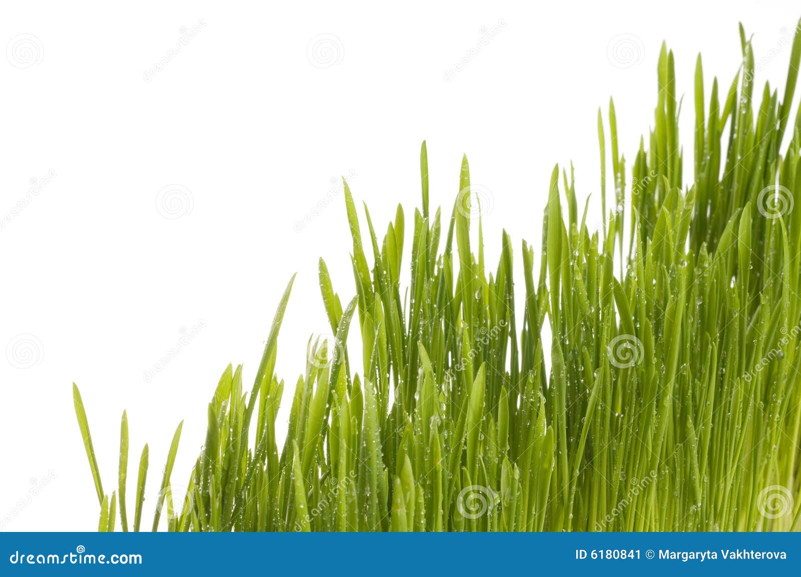 Spring Green Grass Background. Stock Image - Image of backgrounds ...