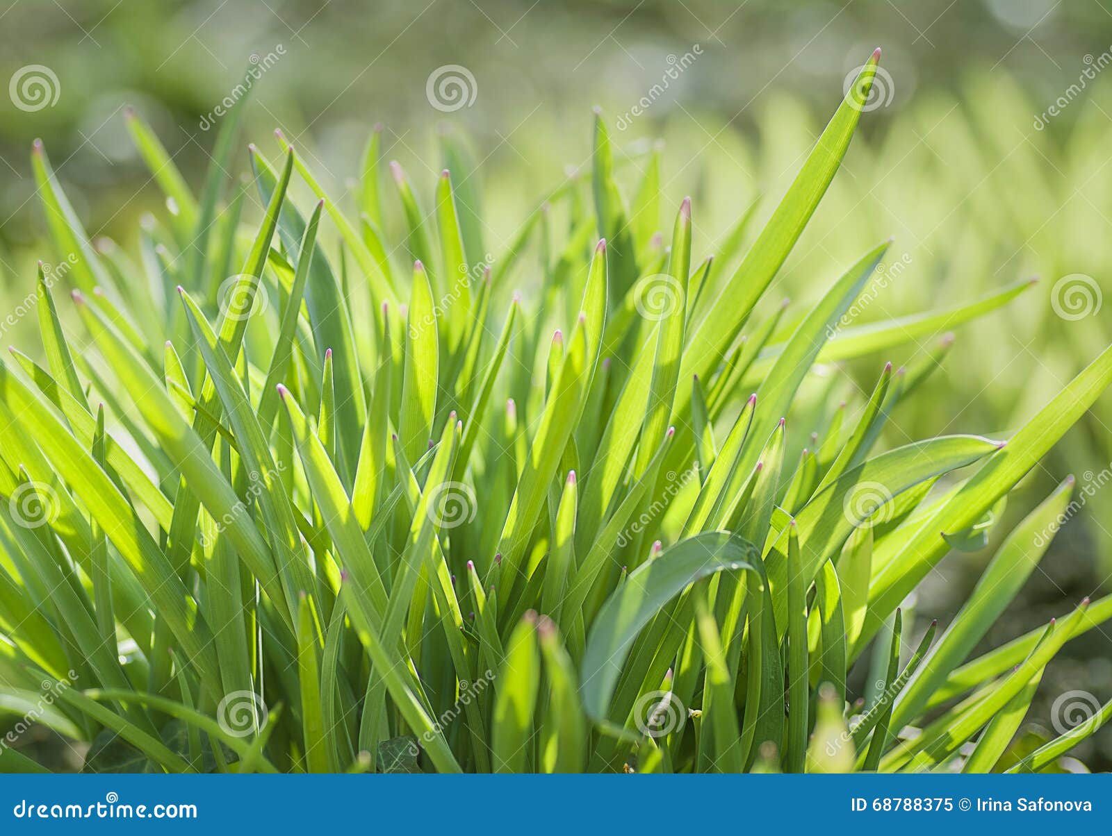 Spring green grass stock image. Image of growth, close - 68788375